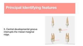 Tutorial, Lecture 8.pdf
