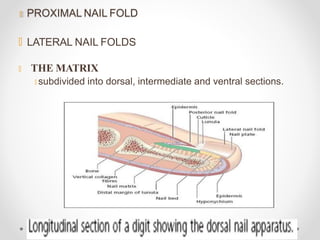 TUTORIAL NAIL.pptx | Nail Care | Beauty