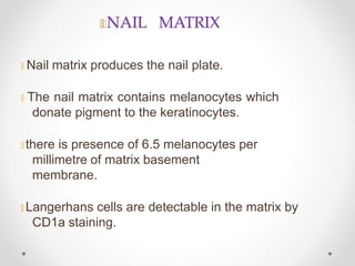 TUTORIAL NAIL.pptx | Nail Care | Beauty