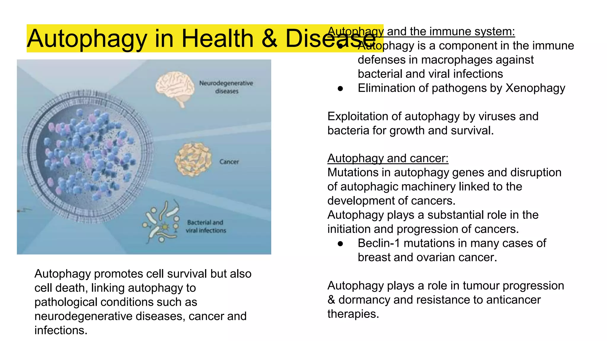 Autophagy Research | PPTX