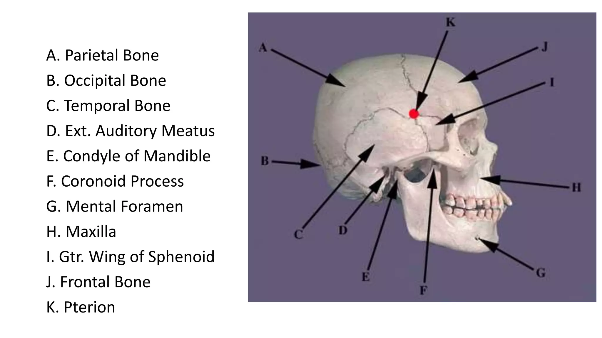 Tutorials skull.pptx