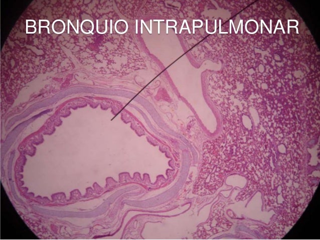 Tutoria respiratorio jf
