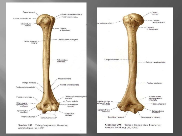 Tuberculum Majus Humerus