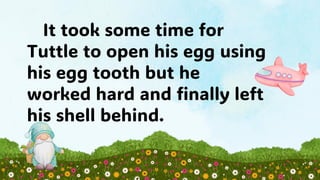 Tuttle the Turtle Tuttle the Turtle Tuttle the Turtle | PDF | Parenting ...