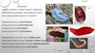 Տափակ որդեր | PPTX