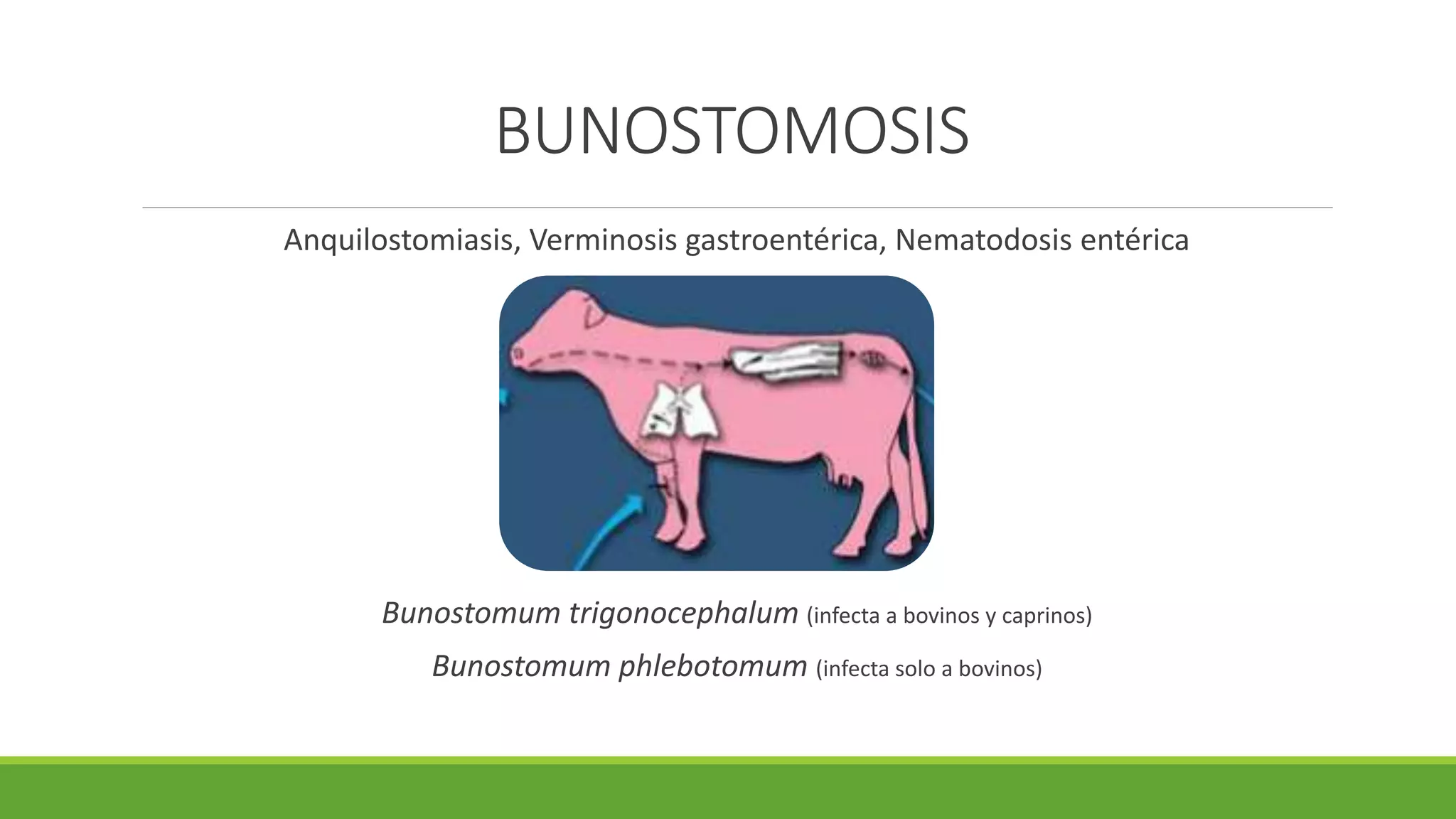 Bunostomum trigonocephalum | PPTX