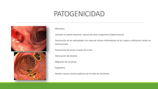 Bunostomum trigonocephalum | PPTX