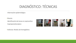 Bunostomum trigonocephalum | PPTX