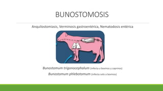 Bunostomum trigonocephalum | PPTX