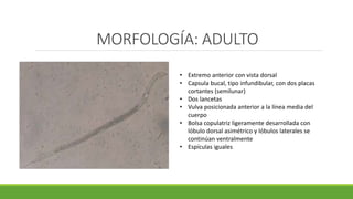 Bunostomum trigonocephalum | PPTX
