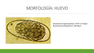 Bunostomum trigonocephalum | PPTX