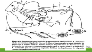 Bunostomum trigonocephalum | PPTX
