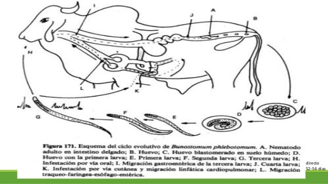 Bunostomum trigonocephalum