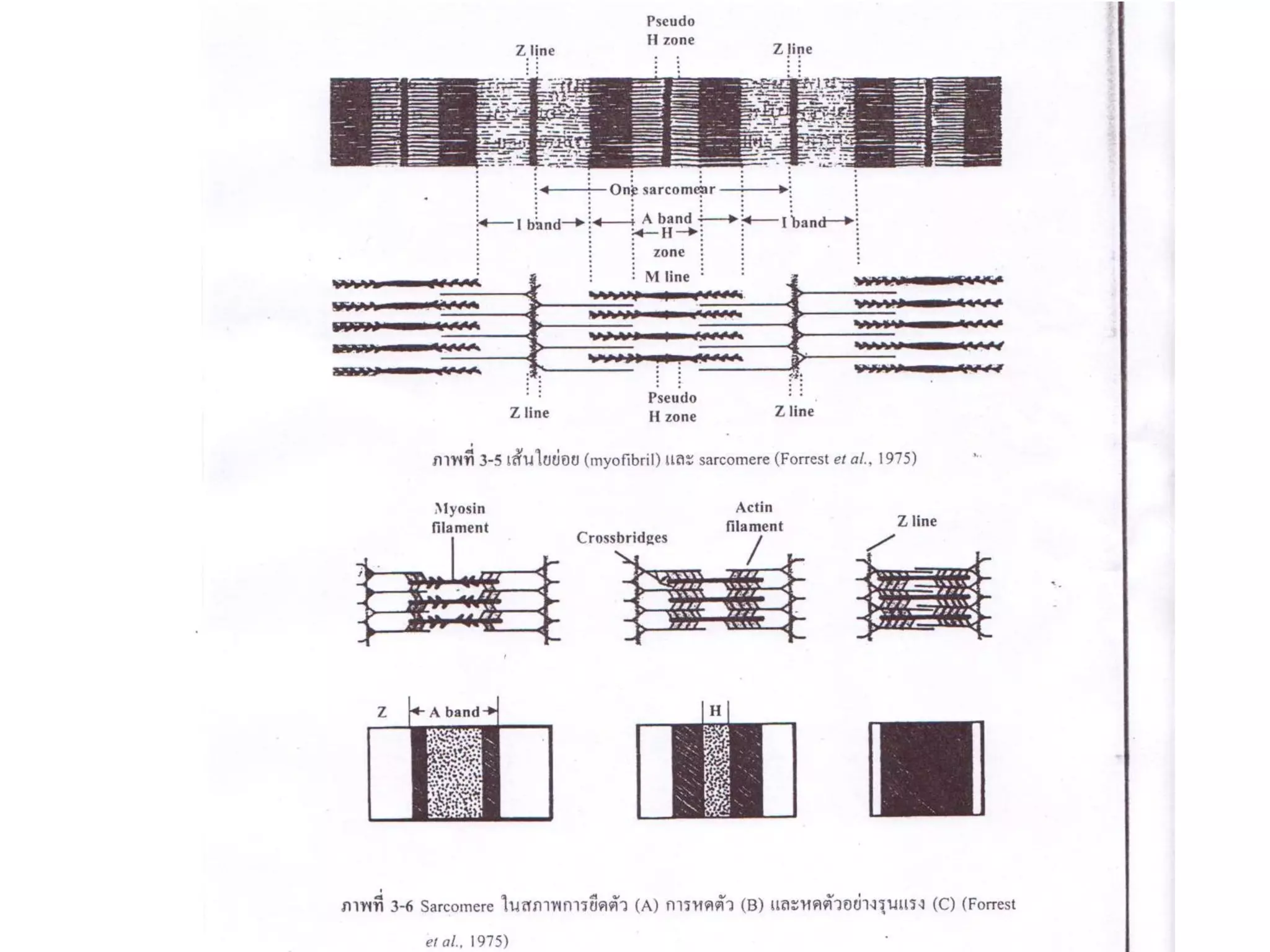 Tvb n-aquatic-03 | PPT