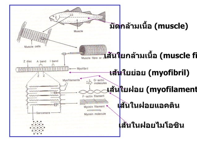 Tvb n-aquatic-03 | PPT