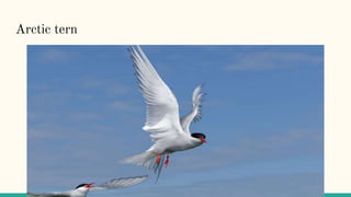 Adaptations_in_animals_grade_4.pptx