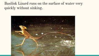 Adaptations_in_animals_grade_4.pptx