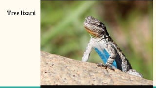 Adaptations_in_animals_grade_4.pptx