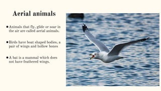Adaptations_in_animals_grade_4.pptx