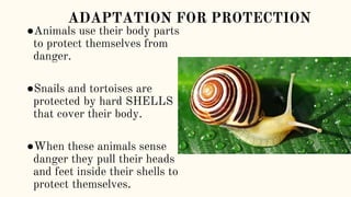 Adaptations_in_animals_grade_4.pptx