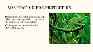 Adaptations_in_animals_grade_4.pptx