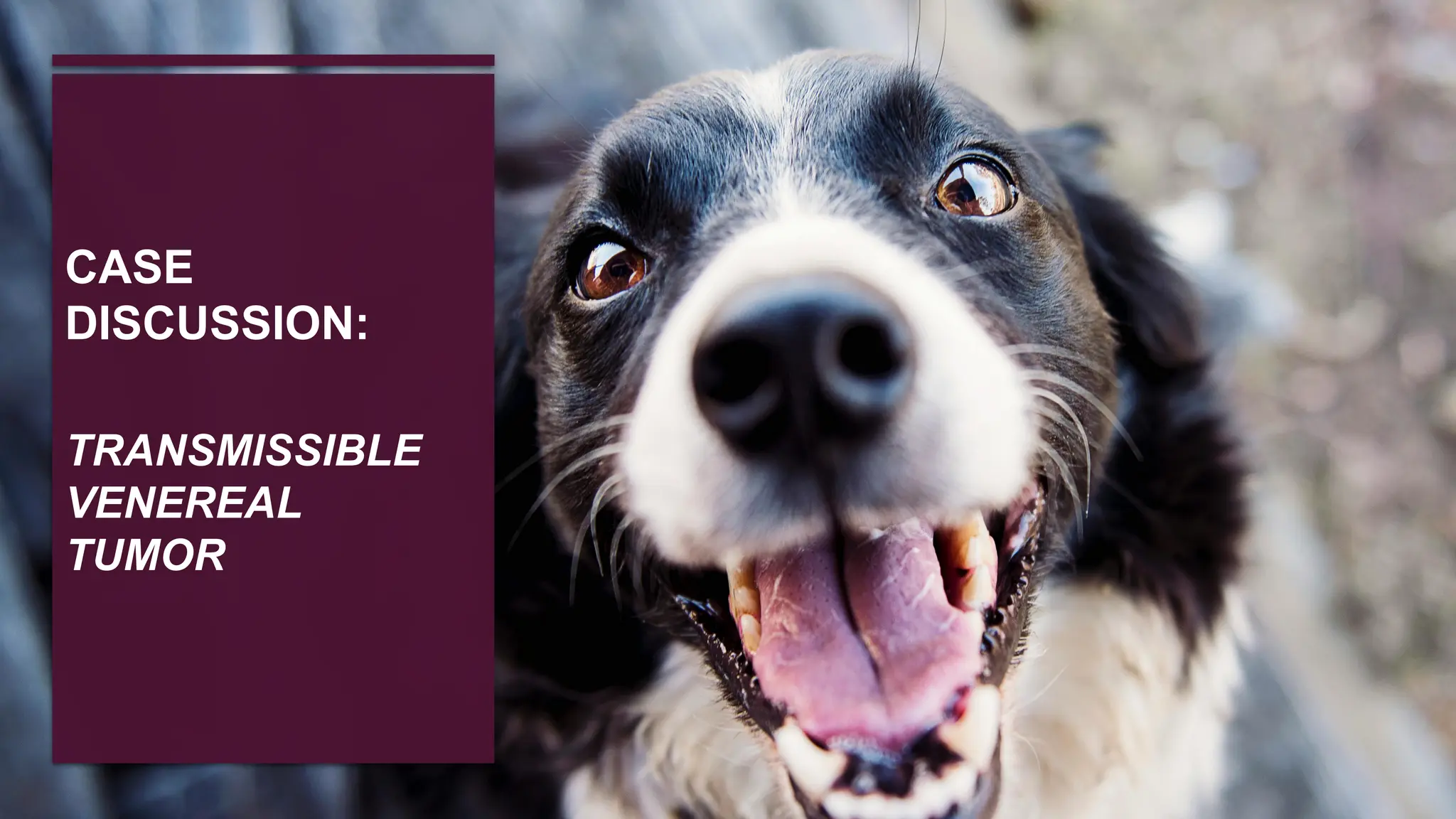 Canine Transmissible Venereal Tumor (TVT) | PPTX