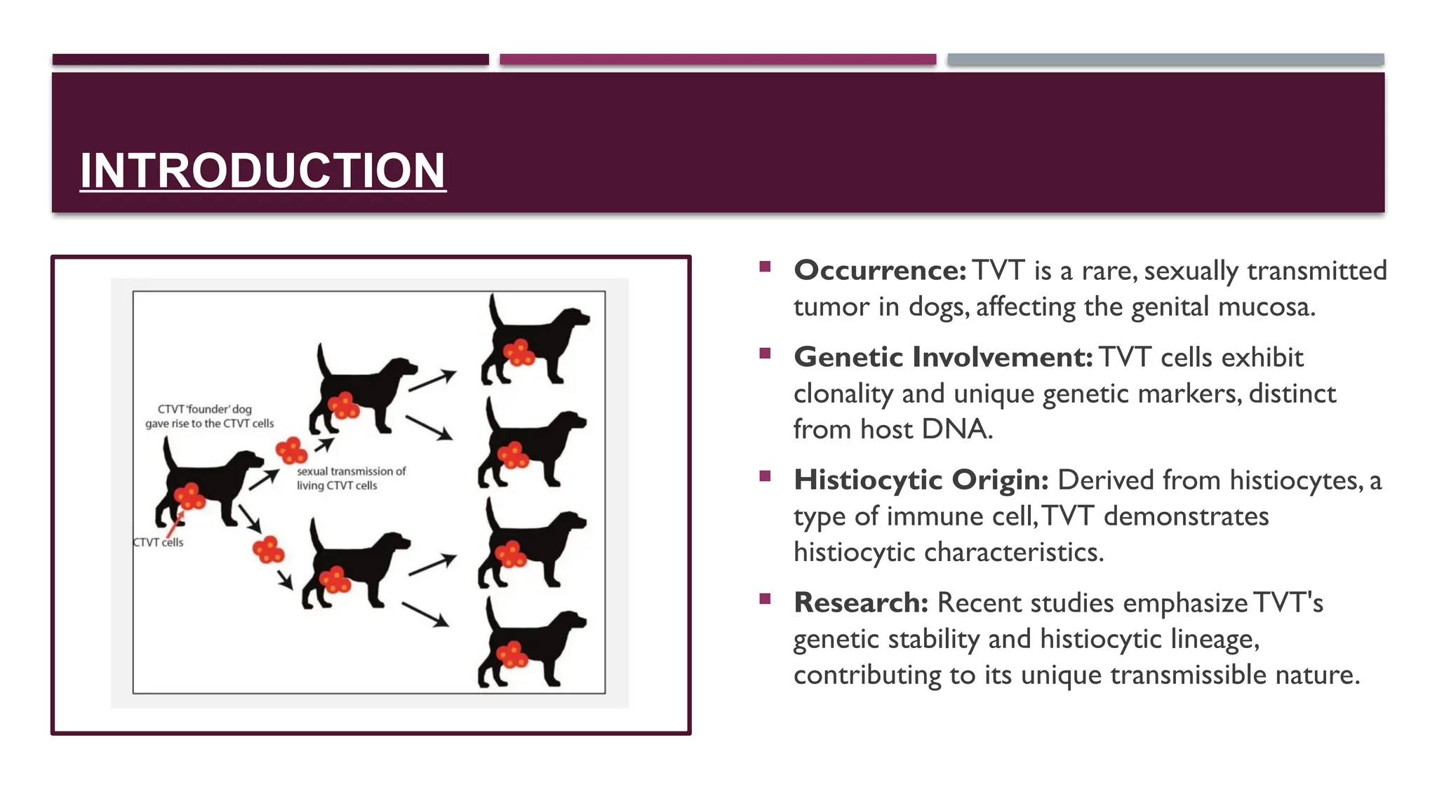 Canine Transmissible Venereal Tumor (TVT) | PPTX