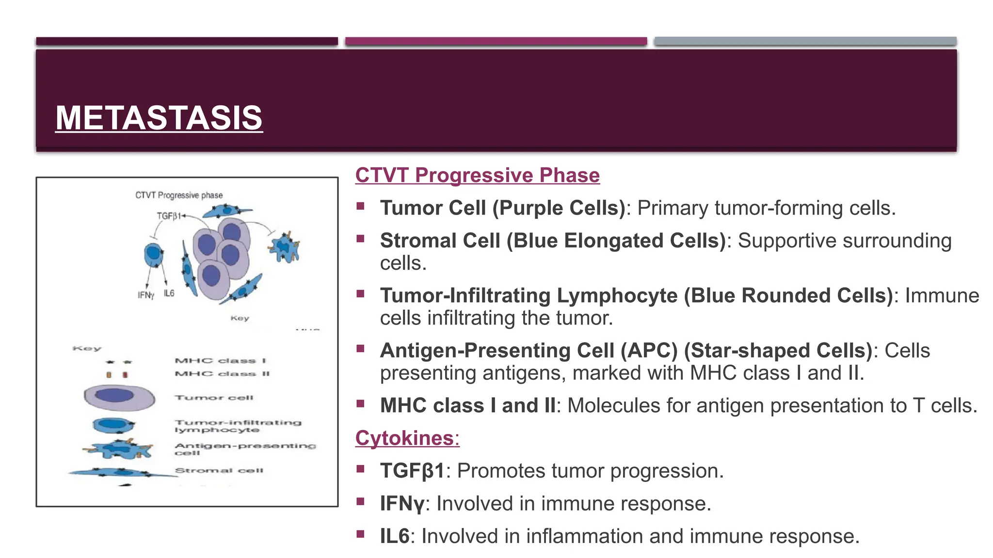 Canine Transmissible Venereal Tumor (TVT) | PPTX | Cancer | Diseases ...