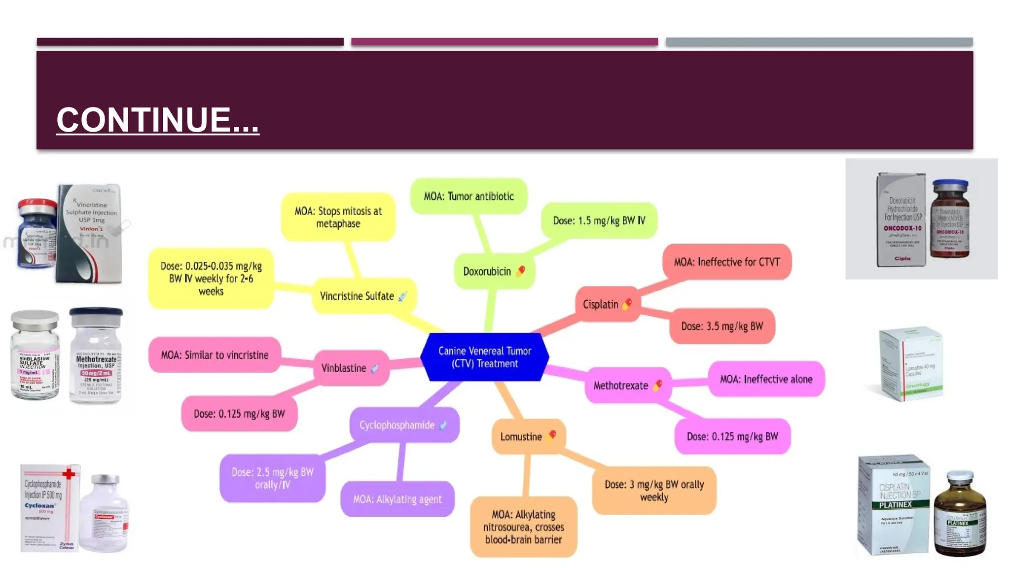Canine Transmissible Venereal Tumor (TVT) | PPTX
