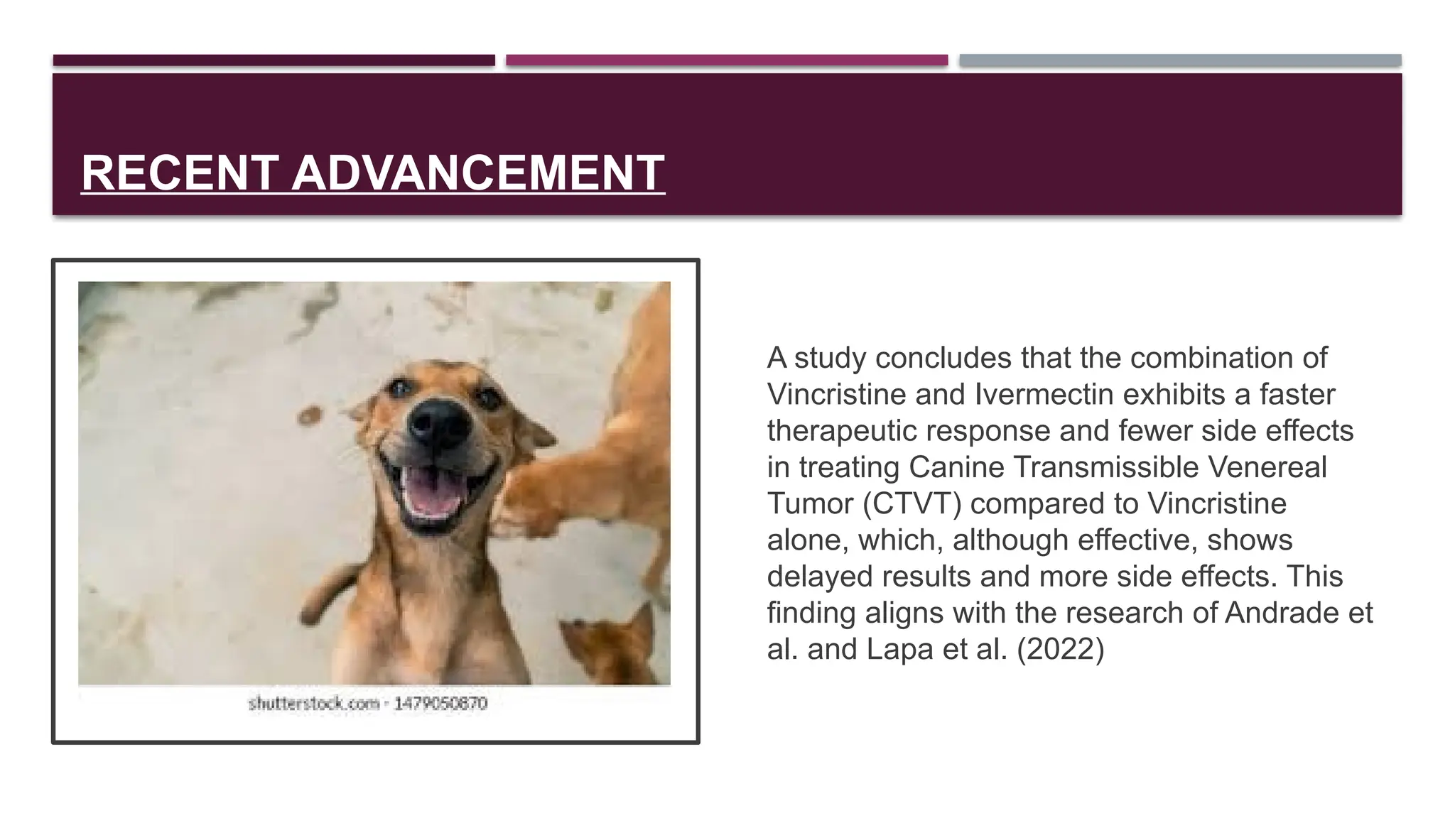 Canine Transmissible Venereal Tumor (TVT) | PPTX