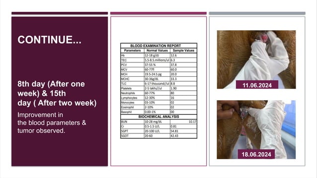 Canine Transmissible Venereal Tumor (TVT) | PPTX | Cancer | Diseases ...