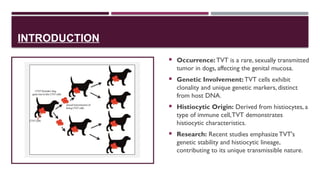 Canine Transmissible Venereal Tumor (TVT) | PPTX