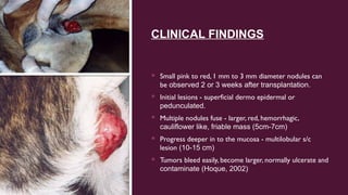Canine Transmissible Venereal Tumor (TVT) | PPTX