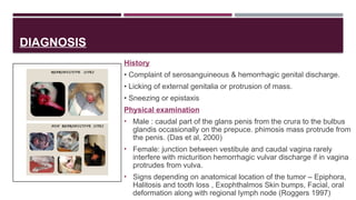 Canine Transmissible Venereal Tumor (TVT) | PPTX