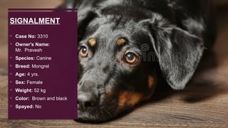 Canine Transmissible Venereal Tumor (TVT) | PPTX