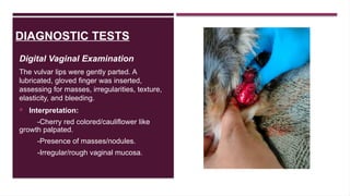 Canine Transmissible Venereal Tumor (TVT) | PPTX