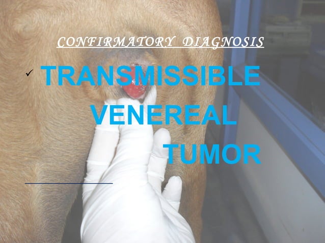 TRANSMISSIBLE VENEREAL TUMOR N DOGS | PPT