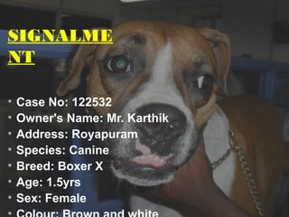Canine Transmissible Venereal Tumor