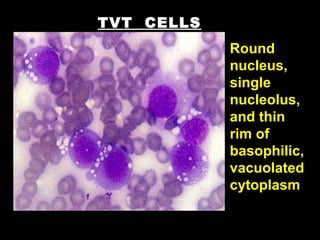 TRANSMISSIBLE VENEREAL TUMOR N DOGS | PPT