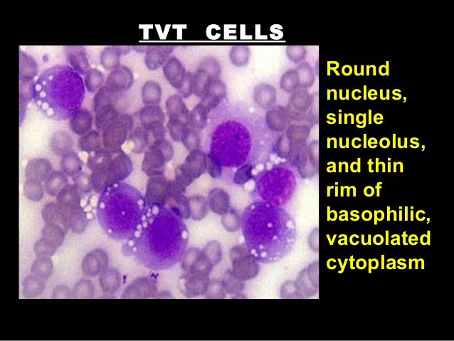 TRANSMISSIBLE VENEREAL TUMOR N DOGS