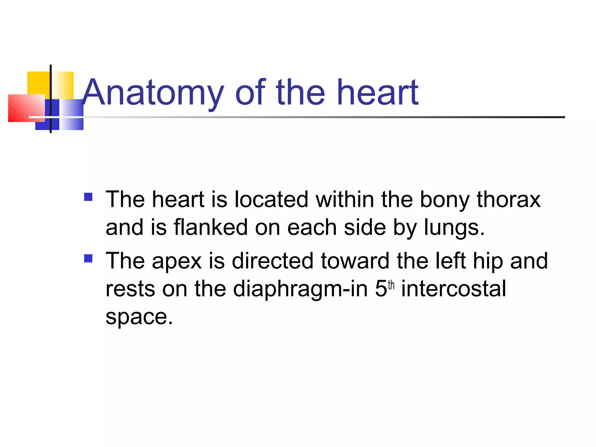 heart anatomy | PPT