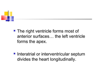 heart anatomy | PPT