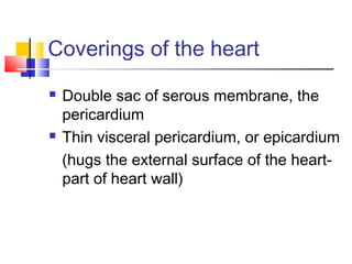 heart anatomy | PPT