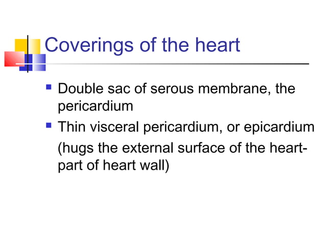 heart anatomy | PPT