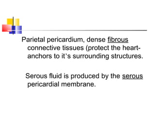 heart anatomy | PPT