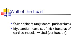 heart anatomy | PPT