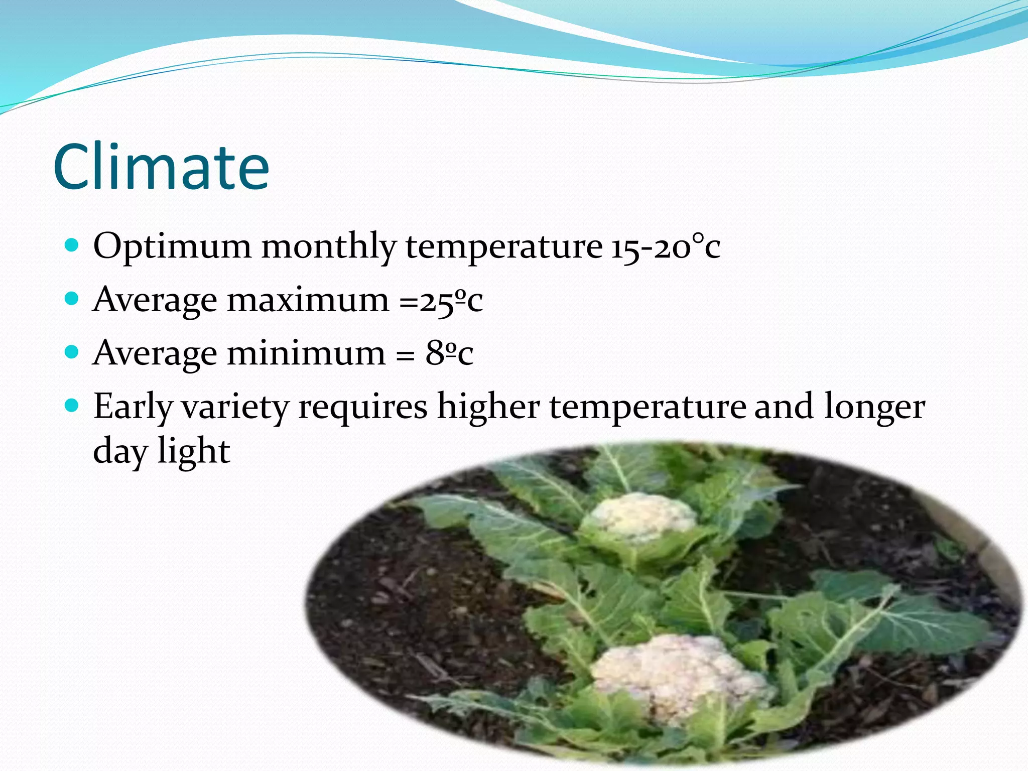 production technology of cauliflower | PPTX