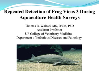 Repeated detection of frog virus 3 during aquaculture health surveys | PPT