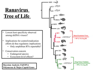 Repeated detection of frog virus 3 during aquaculture health surveys | PPT