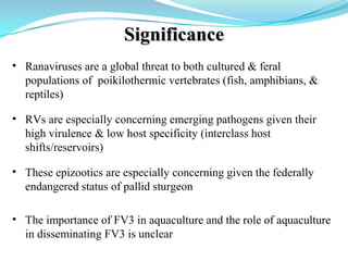 Repeated detection of frog virus 3 during aquaculture health surveys | PPT